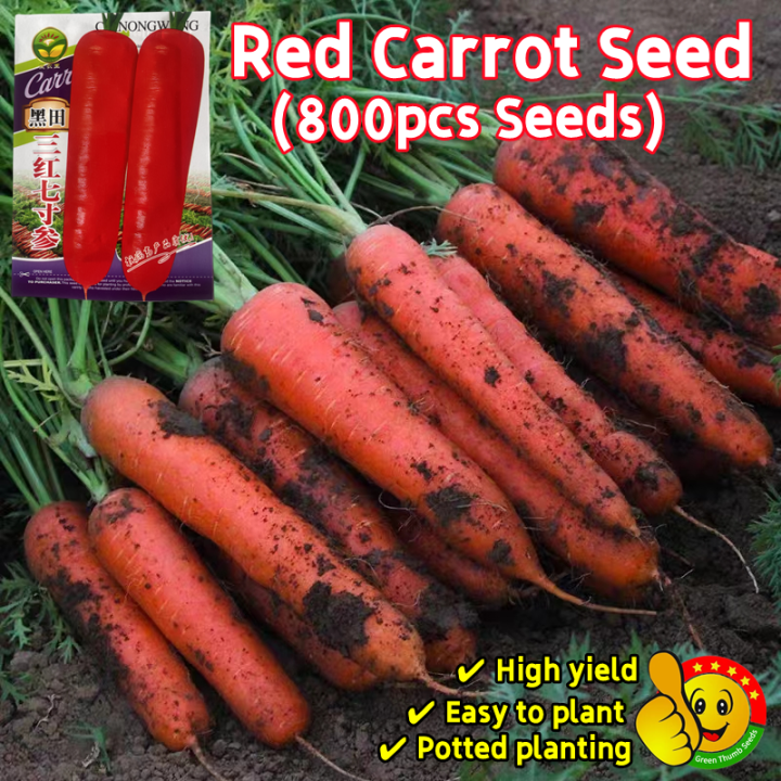 100% Original Sweet Red Carrot Seeds for Sale (Fresh 800pcs Seeds) High ...