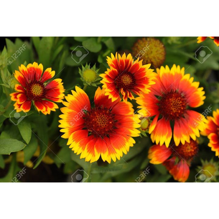 20 Biji Benih Bunga Gaillardia pulchella Indian Blanket Flower seeds ...