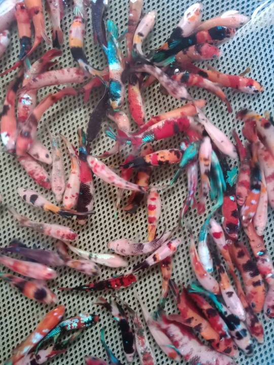 แม่พันธุ์ Koi, Nemo, Candy, Fancy ชุด 3 ตัว พร้อมผสม | Lazada.co.th