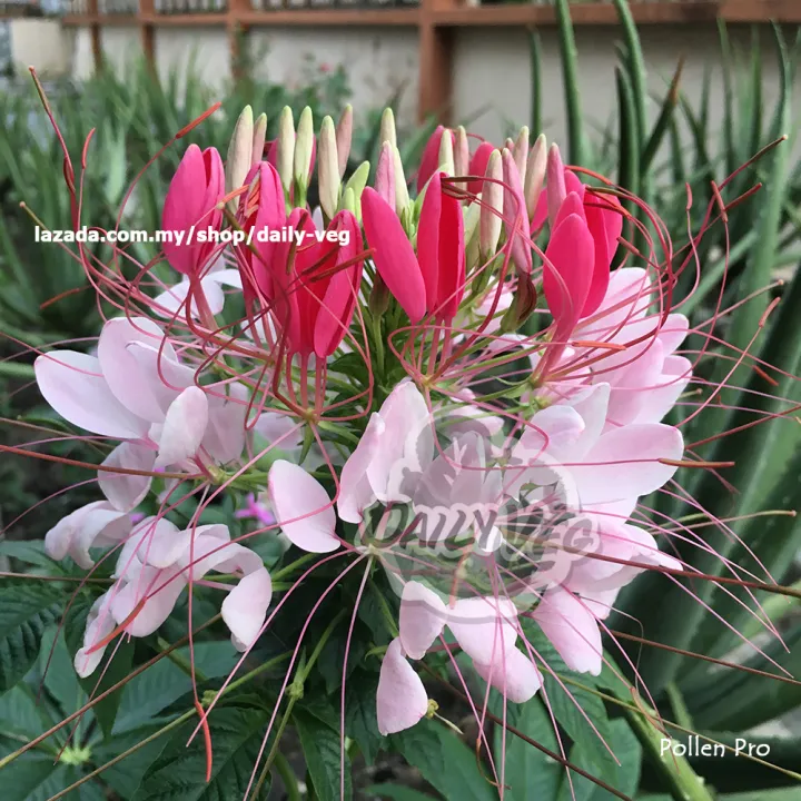Flower Seed : Cleome (60 seeds) Random Color 醉蝶花 (颜色随机) Biji Benih ...