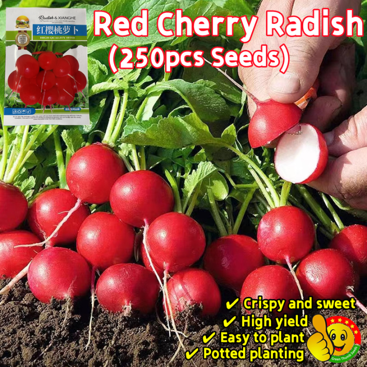 ปลูกง่าย ปลูกได้ทั่วไทย เมล็ดพันธุ์ แรดิช เชอรี่เบลล์ High Yield Red ...