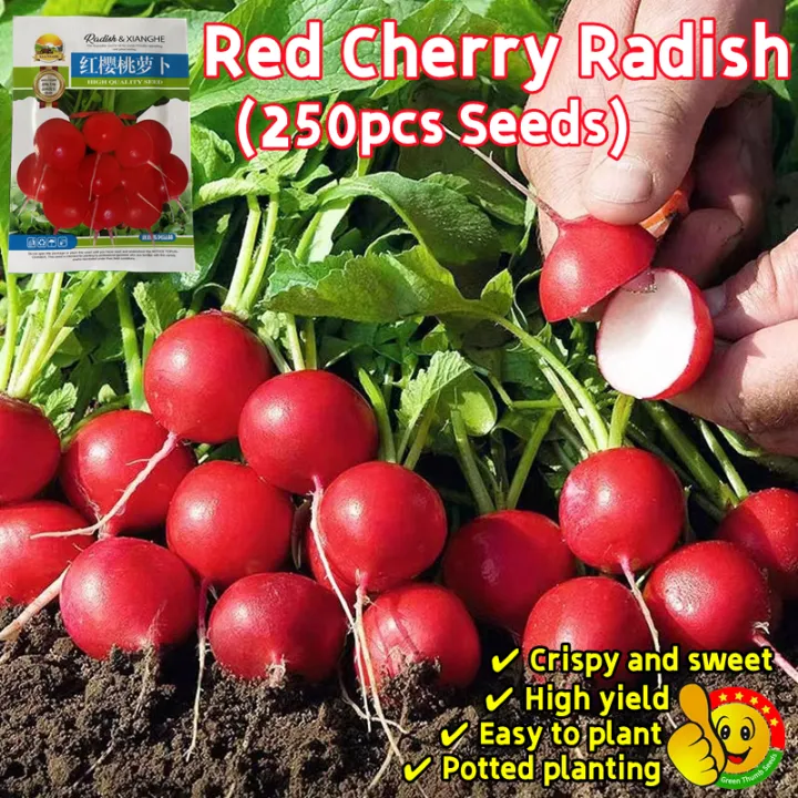 ปลูกง่าย ปลูกได้ทั่วไทย เมล็ดพันธุ์ แรดิช เชอรี่เบลล์ High Yield Red ...
