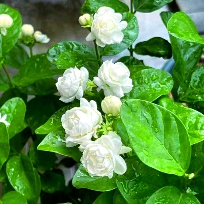 Tanaman Melati Wangi Kampung - Pohon Bunga Melati Jawa | Lazada Indonesia