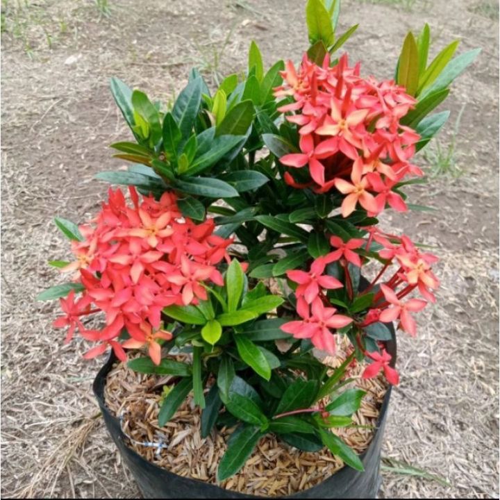 tanaman hias asoka Jepang / soka jepang / pohon soka jepang merah ...