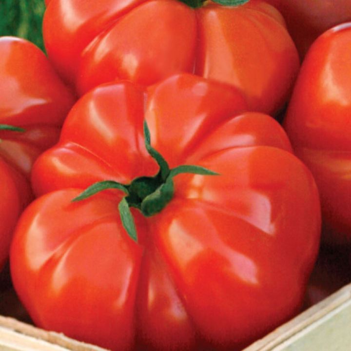 Pearl Tomato Seeds（200seeds）Beefsteak Seeds - Pearl Tomato Seeds ...