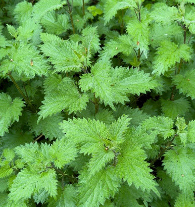 Stinging nettle Urtica dioica 1300-2600 seeds Perennial (UK) | Lazada.co.th