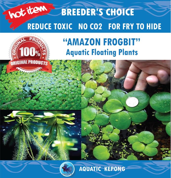 AMAZON FROGBIT FLOATING AQUATIC PLANT LIVE PLANTS POKOK HIDUP TERAPONG ...