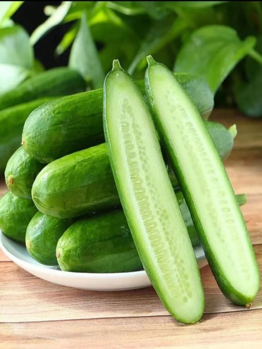 Thornless fruit cucumber seeds with high yield in four seasons Dutch ...