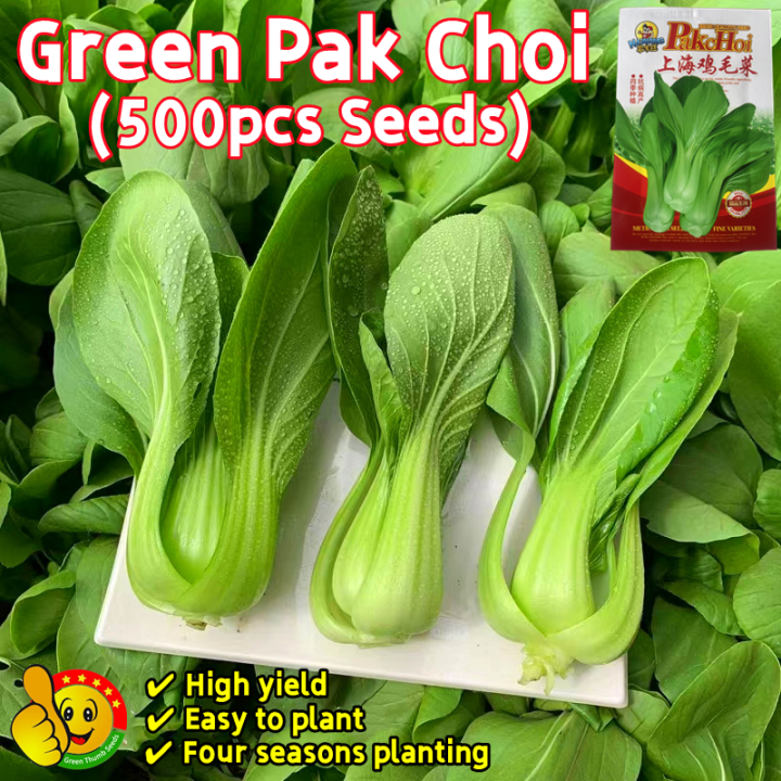 100% Original Green Pak Choi Seeds for Sale (Fresh 500pcs Seeds) Biji ...