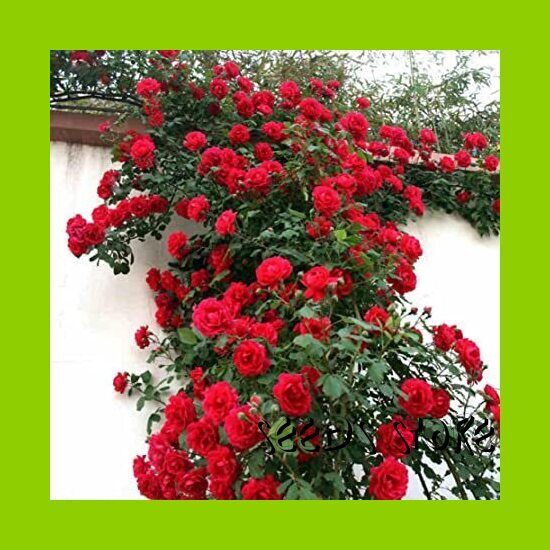 Flower Seeds (5pcs) / Bunga Mawar Merah / Climbing Red Rose / / Rumah ...