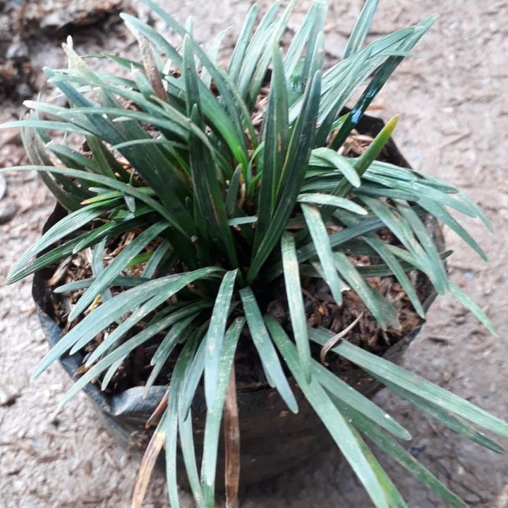 Tanaman Kucai Mini Grass Cover / Ophiopogon japonicus | Lazada Indonesia