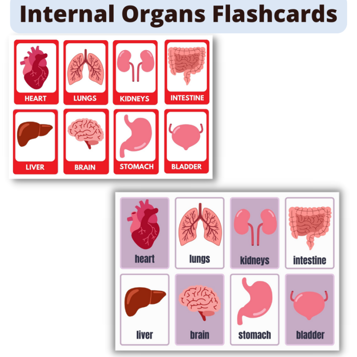 Laminated Internal Organs Flashcards for Kids, Learners and Educators ...