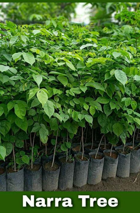 narra seedlings | Lazada PH