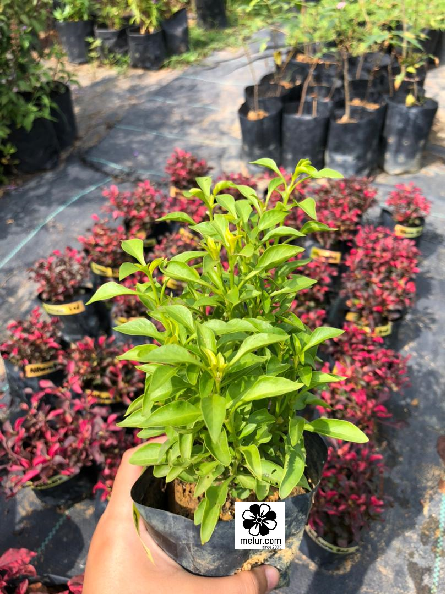 MDC- Alternanthera Green plant / Pokok Alternanthera Hijau | Lazada