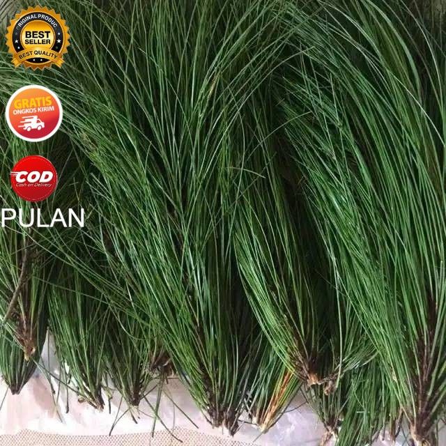 Daun pinus segar murah 1kg / | Lazada Indonesia