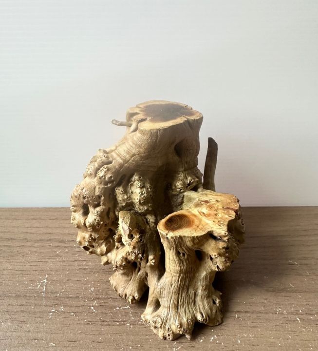 Premium Grade Natural Unique Beautiful Driftwood coral wood root Unique ...