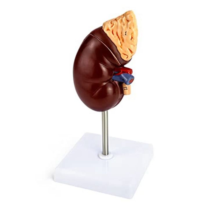 (QAPE) Life-Size Kidney Model PVC Kidney Model 2 Parts Showing Internal ...