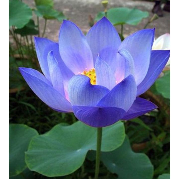 isi 1 benih Nelumbo Nucifera, Blue (Blue Lotus) Seeds | Lazada Indonesia