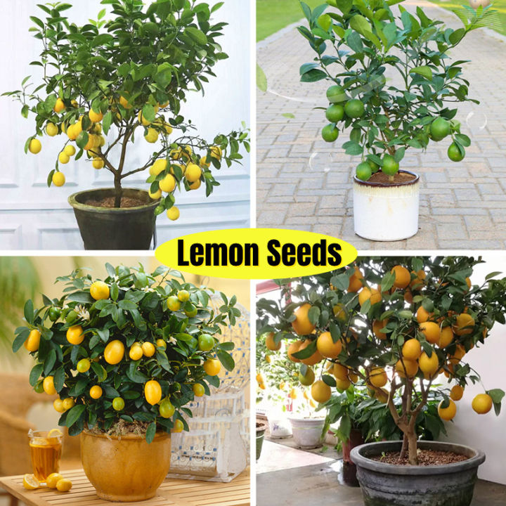 [Easy To Grow In Malaysia] 20pcs Dwarf Lemon Tree Plant Seed for Sale Rare Fruit Seed Fruits In ...