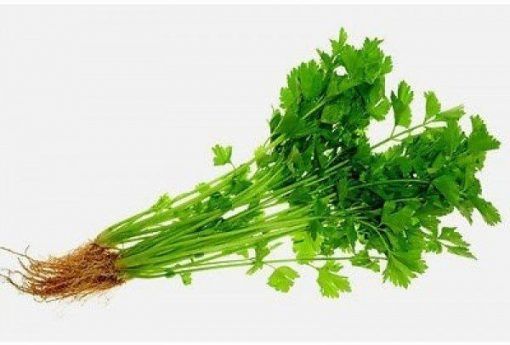Daun Sup/Celery Leaves 500g | Lazada