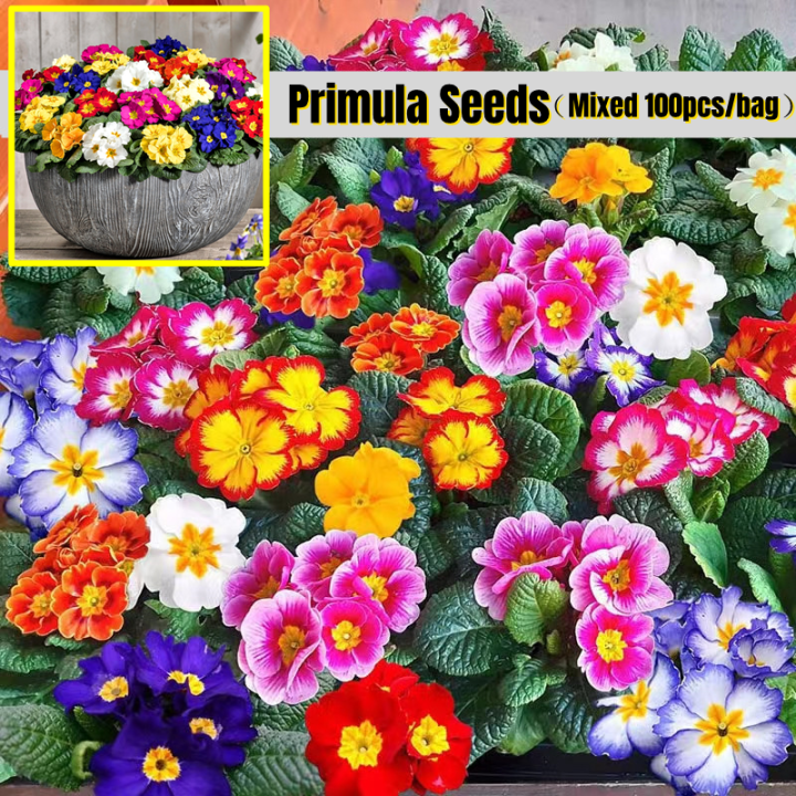 [Easy To Grow Malaysia] 100pcs Mixcolor Primula Seeds for Planting ...