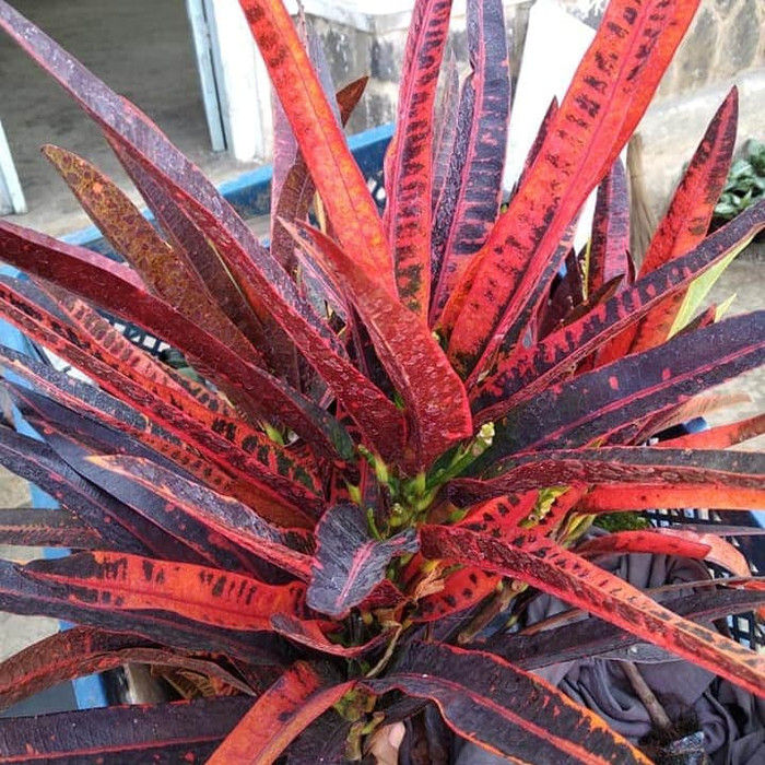 Tanaman Hias Puring Lidah Api | Lazada Indonesia