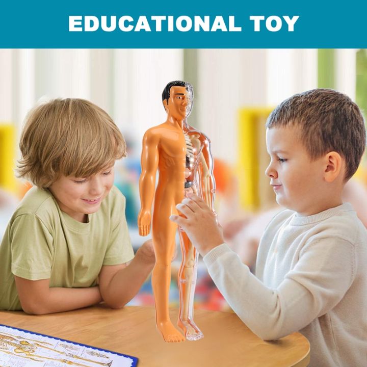 (GCFK) 3D Human Body Anatomy Model Children Plastic DIY Skeleton Toy ...