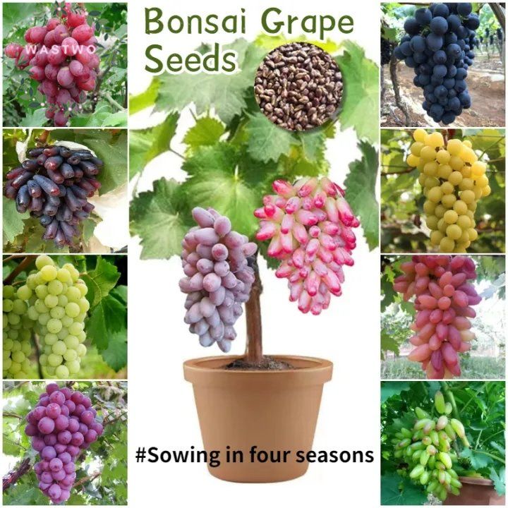 2PACK 10PCS Grape Seeds for Planting Fruit Plants Seeds Bonsai Tree ...