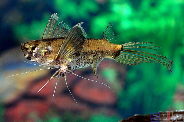 【Su's Aquatic】AFRICAN BUTTERFLY FISH - 古代蝴蝶鱼 【 #PDSA8274 】 | Lazada