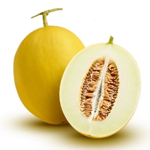 2 Benih Melon Emas / Golden Melon Bibit tanaman buah | Lazada Indonesia
