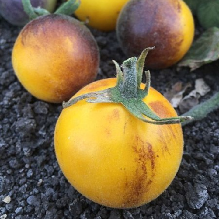 Heirloom Tomato Woolly Kate Seeds - 5 แพ็ค, ออร์แกนิกปลอดจีเอ็มโอ, ปลูก ...