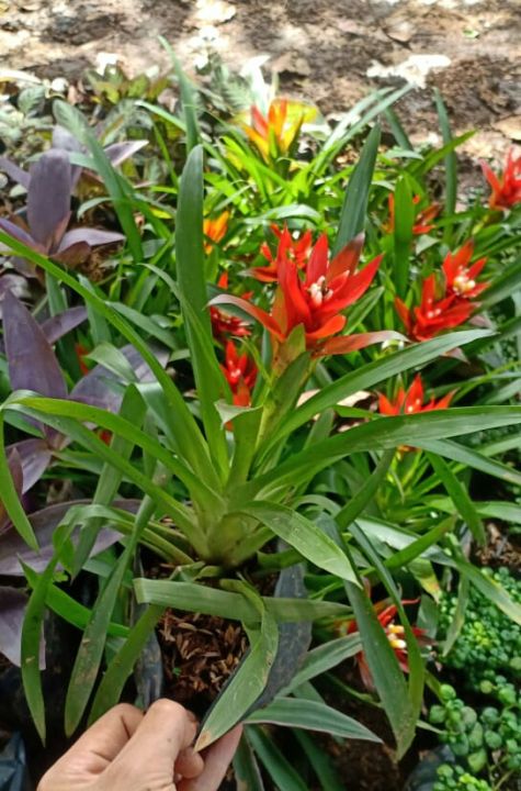 tanaman hias bunga Bromelia guzmania | Lazada Indonesia