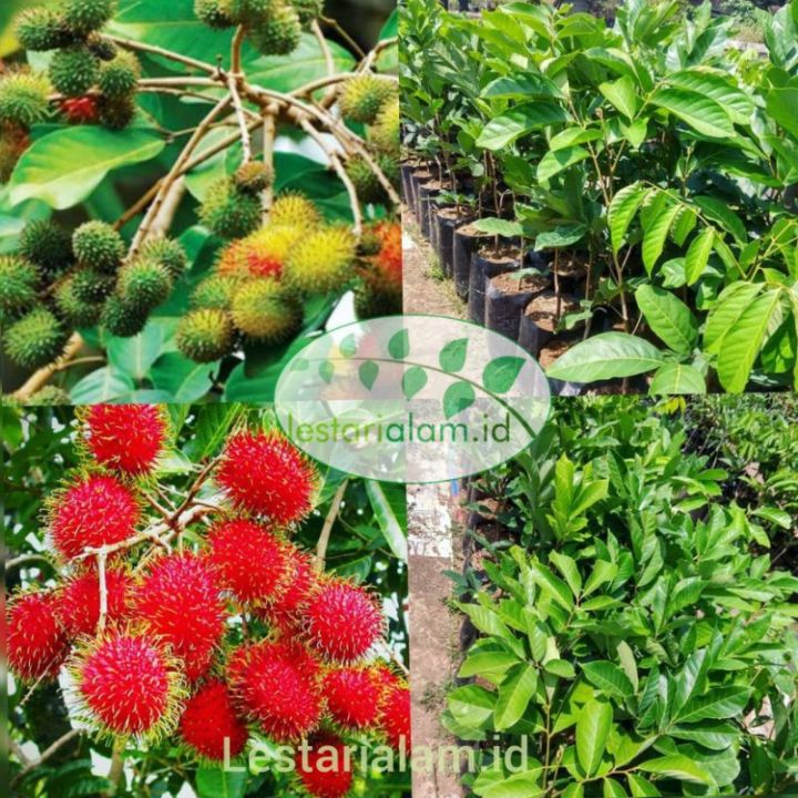 Pohon Rambutan Rapiah
