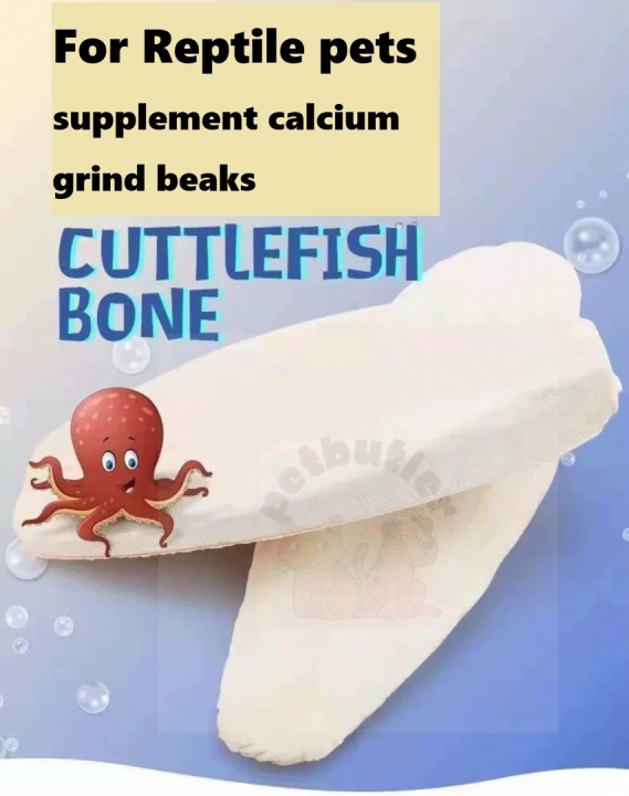 Pet Cuttlefish Bone Tulang Sotong Haiwan Peliharaan Tortoise Calcium ...