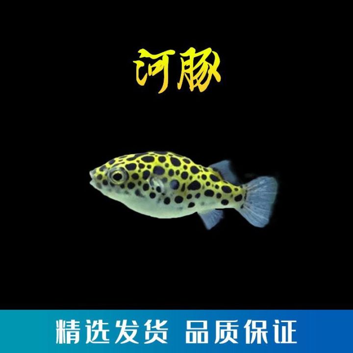 Tropical ornamental fish living submarine fish puffer fish gas fish ...