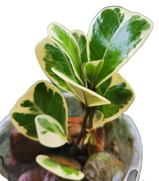VARIEGATED FICUS TRIANGULARIS | Lazada PH