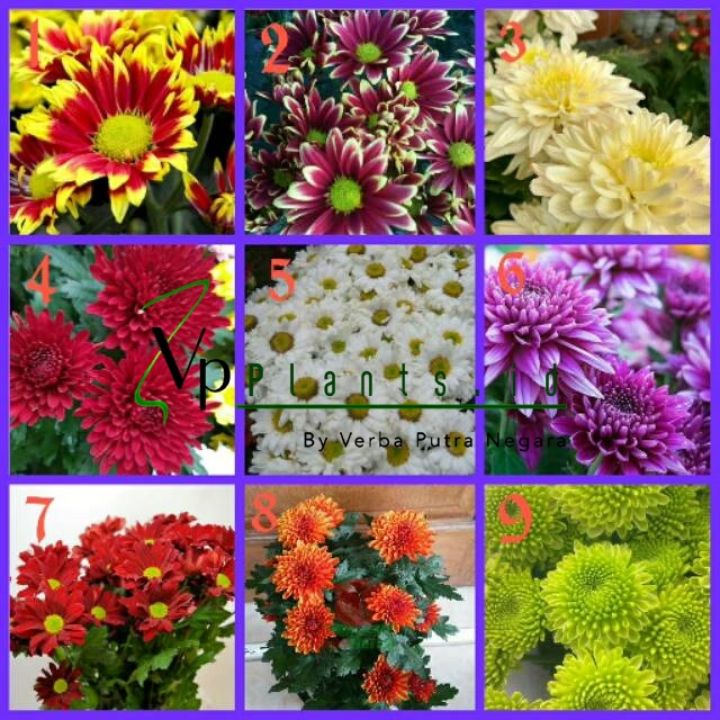 PAKET 10 TANAMAN BUNGA HIAS HIDUP ASTER KRISAN PAKET 8 WARNA BUNGA SERUNI KRISAN ASTER TANAMAN ...