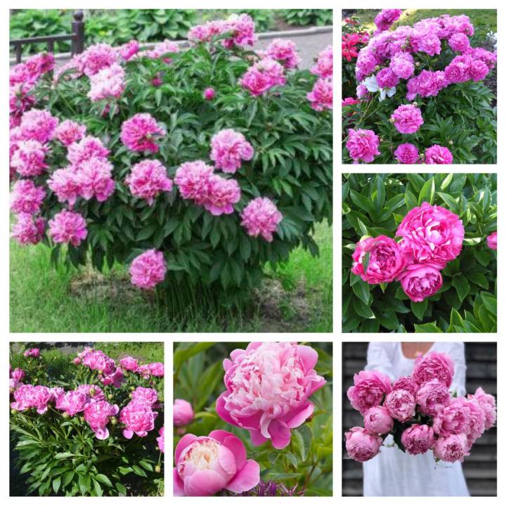 peony flower 5 seeds binhi pantanim outdoor plant | Lazada PH