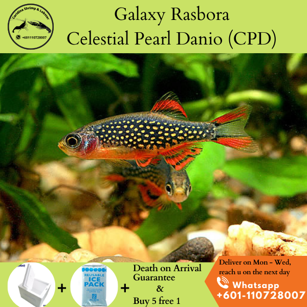 Galaxy Rasbora, Celestial Pearl Danio (CPD) | Lazada