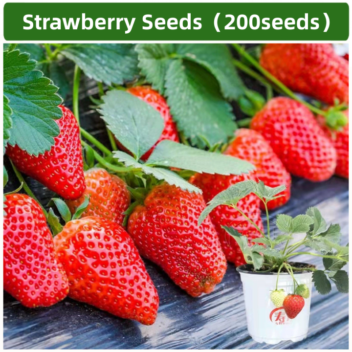 200seeds/pack Giant Strawberry Seeds for Planting-Strawberry Fruit ...