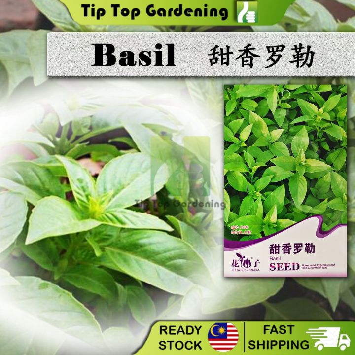 【EXPIRED】BIJI BENIH D043 BASIL FLOWER GODDESS VEGETABLE FLOWER FRUIT ...