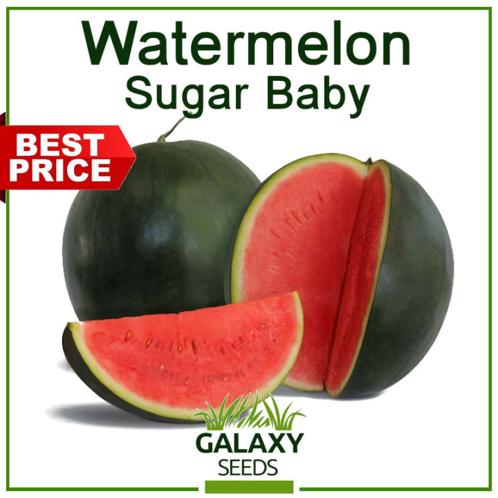 [Galaxy Seeds] Value Pack - Watermelon Pakwan Seeds for Planting ...