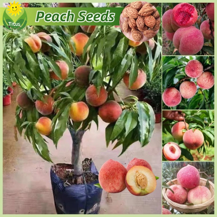 100% Legit Fresh Sweet Peach Seeds for Planting & Gardening (5pcs/pack ...