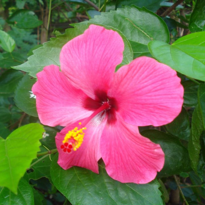 Hibiscus rosa-sinensis / Pokok Bunga Raya (Live Plant) [ANY COLOUR ...