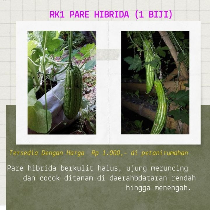 Benih Biji Bibit Pare Paria Hibrida | Lazada Indonesia
