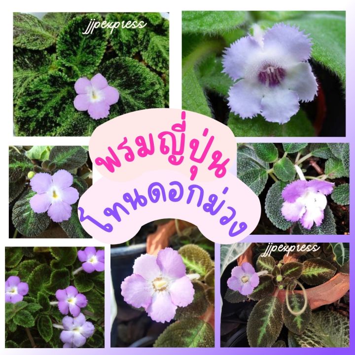 พรมญี่ปุ่น "โทนดอกสีม่วง" (purple flower tone) สีดอกตามหาสวยละมุน แปลก ...