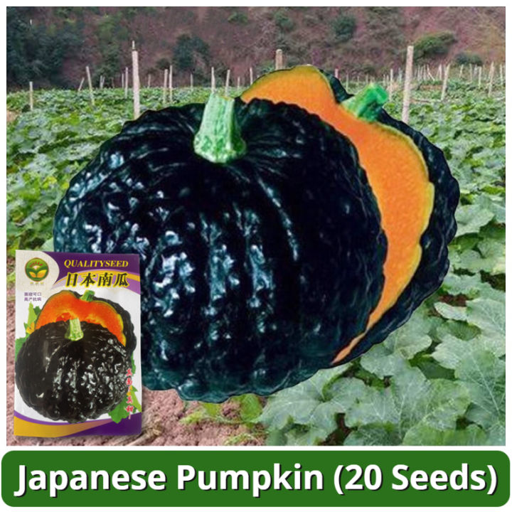 High Yield Japanese Pumpkin Seeds (20 Seed) - Vegetables Seeds for Pot ...
