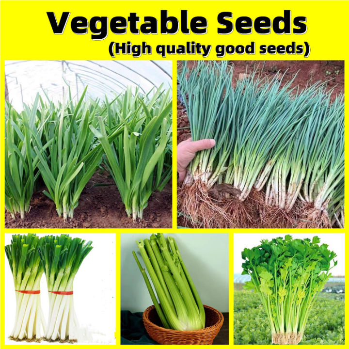 VEGETABLE SEEDS - Spring Onion Seeds / Scallion / Garlic Chives Seeds ...