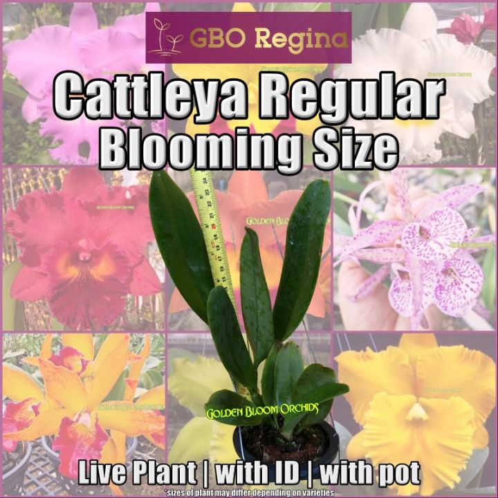 GBO Regina - Orchids: Cattleya Regular Blooming Size (live plant, with ...