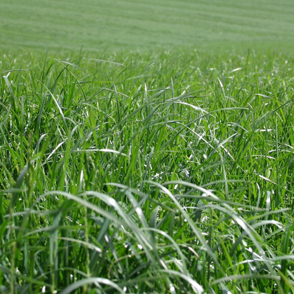 Perennial Ryegrass Grass Seeds Rare Grass Seeds Heirloom Grass Seeds ...